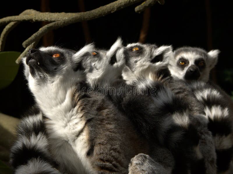 Lemurs looking up stock photo. Image of looking, animals - 15900718