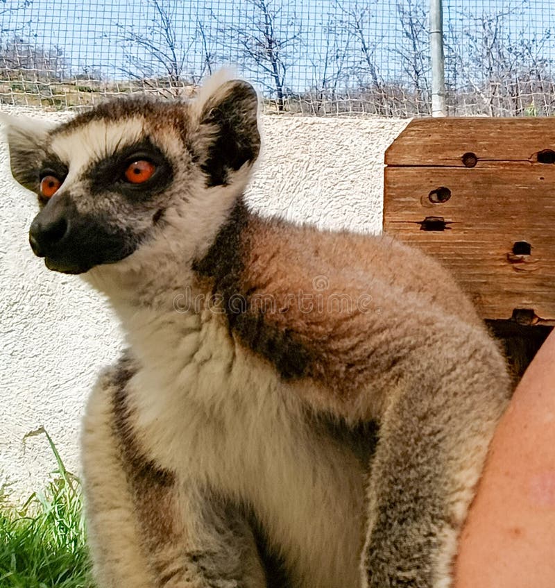 Lemurs sunbathing on roof stock image. Image of roof - 312258127