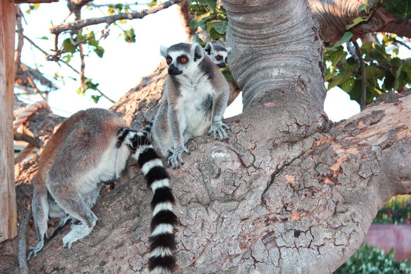 Lemurs on tree stock image. Image of tree, adult, mammal - 33006575