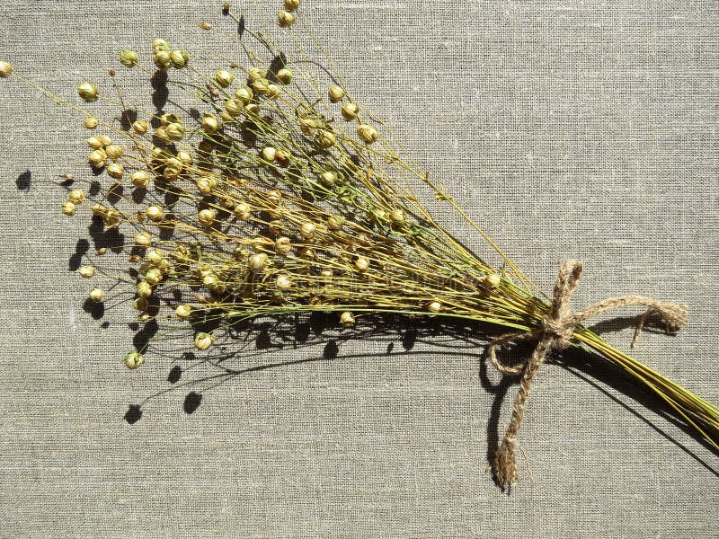 Len roślina obraz stock. Obraz złożonej z litwa, ziarna - 43566119