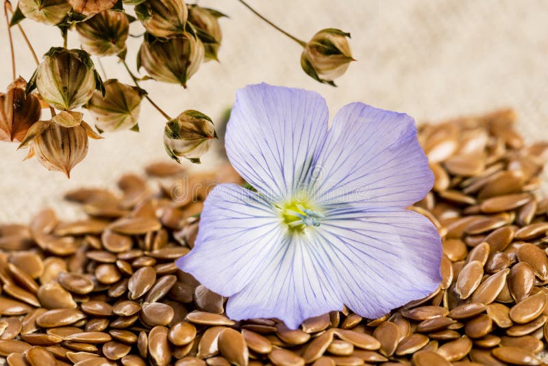 41,808 Len Zdjęcia - Bezpłatne i z licenncją Royalty-Free Zdjęcia od ...