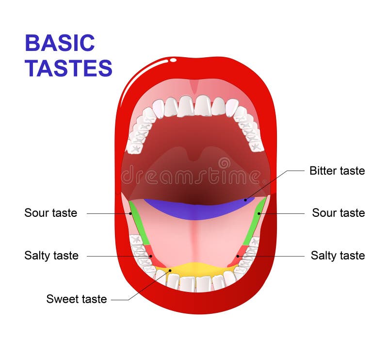 Lengüeta humana ilustración del vector. Ilustración de medicina - 59978300