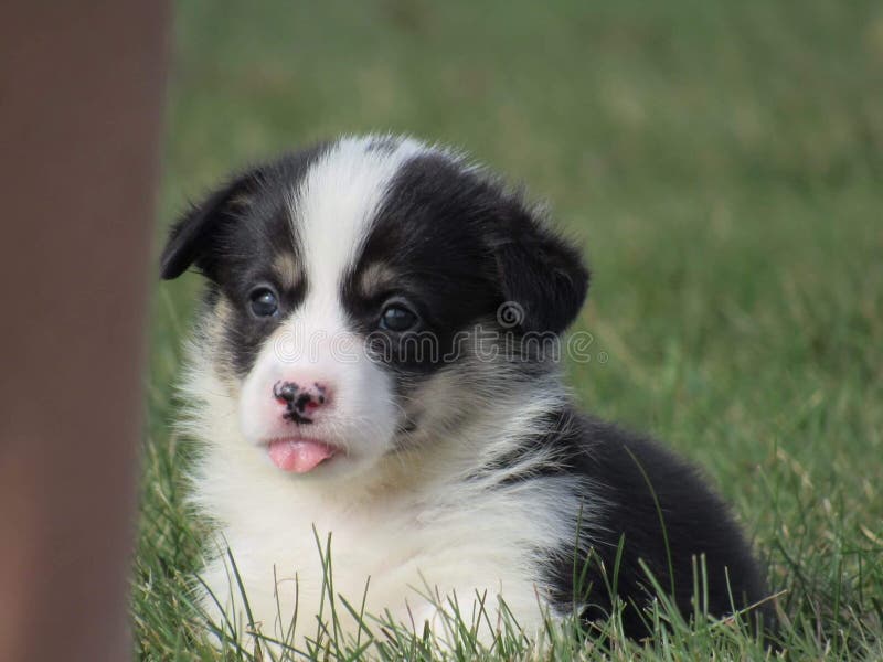 Lengua Del Corgi Hacia Fuera Foto de archivo - Imagen de perrito, corgi ...