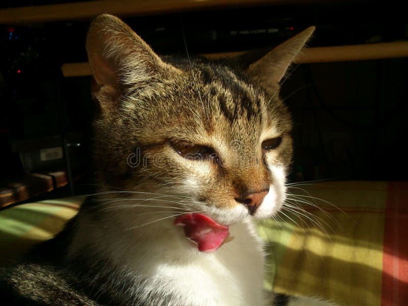 Lengua Del Gato - Lengua De Gato Imagen de archivo - Imagen de ...