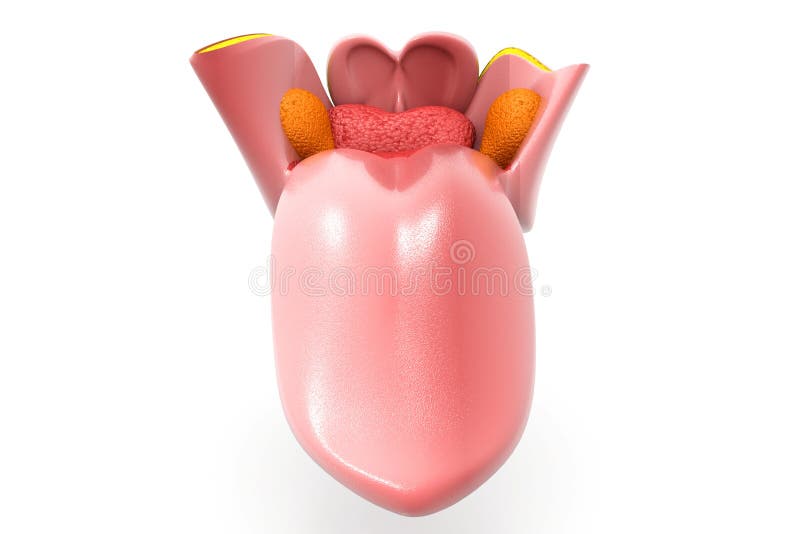 Estructura De La Lengua Humana Stock de ilustración - Ilustración de ...