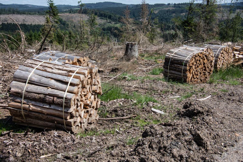 Lenha atada imagem de stock. Imagem de filiais, nave - 224880211