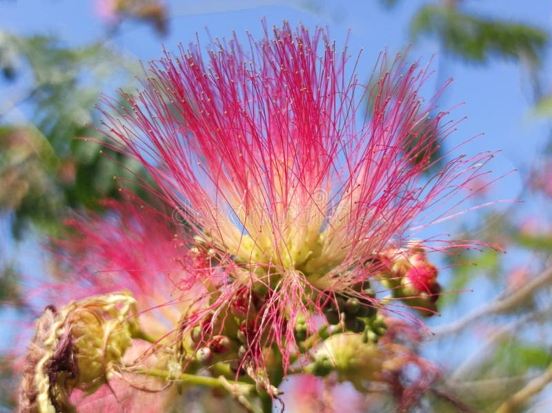Lenkoran Acacia Flower in Close-up at the End of June Stock Image ...