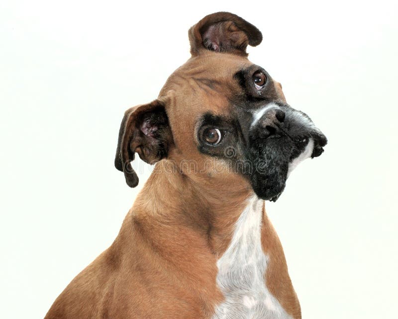 Lenny the Dog stock photo. Image of boxer, furry, portrait - 5587198