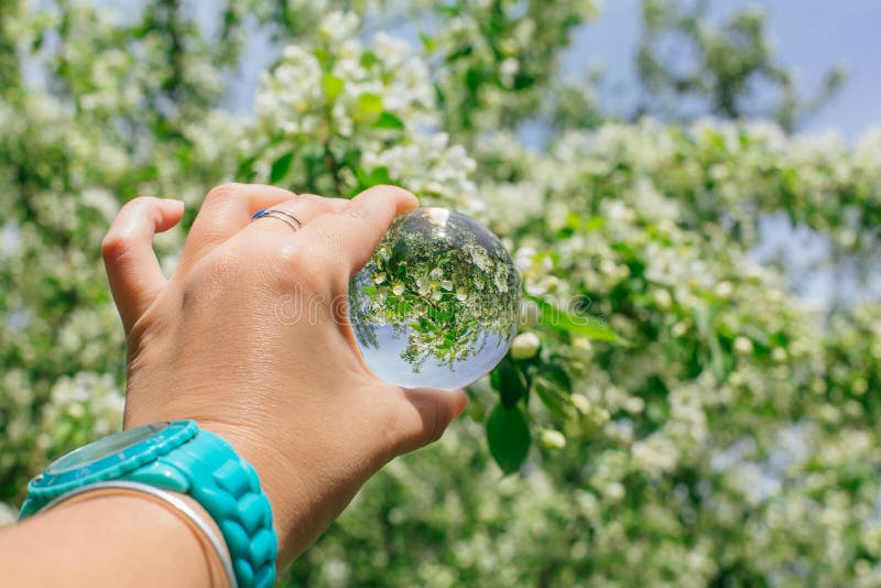 Lens Ball in Hand with Reflection of Blooming Apple Tree Stock Photo ...