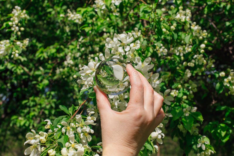 Lens Ball in Hand with Reflection of Blooming Apple Tree Stock Photo ...