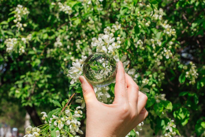 Lens Ball in Hand with Reflection of Blooming Apple Tree Stock Photo ...