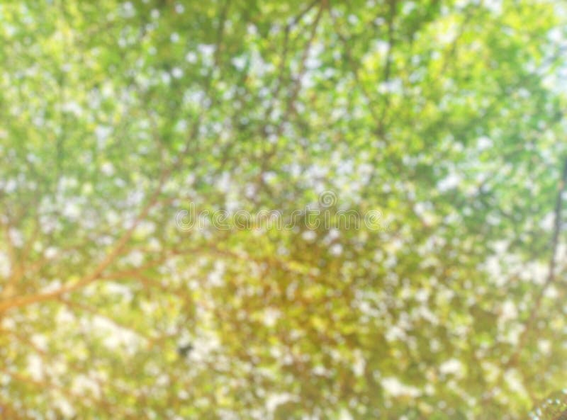 Lens Blur of Trees, Creeping Branches and Dense Leaves Stock Image ...