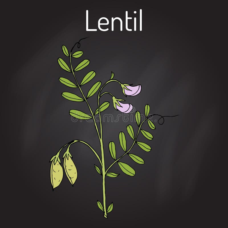 Lens Culinaris Della Lenticchia Illustrazione Vettoriale ...