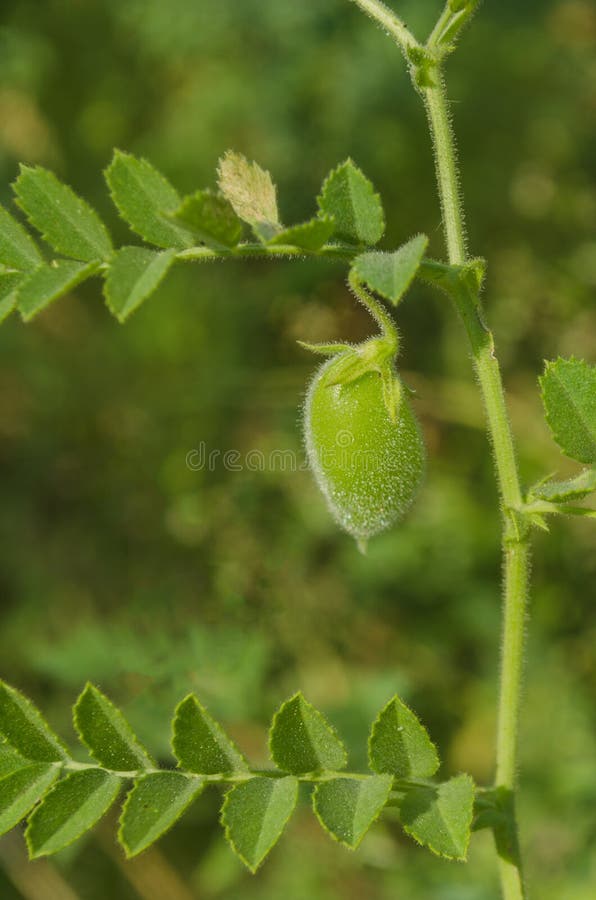 Pianta Di Lenticchia Lens Culinaris Fotografia Stock - Immagine di ...