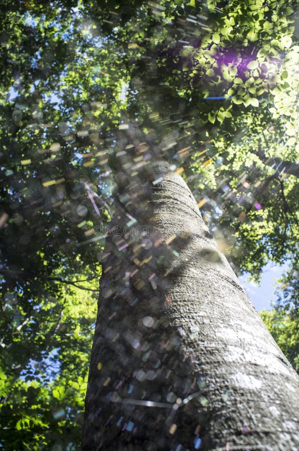 Trees and Lens Flare stock photo. Image of national, conifer - 32664422
