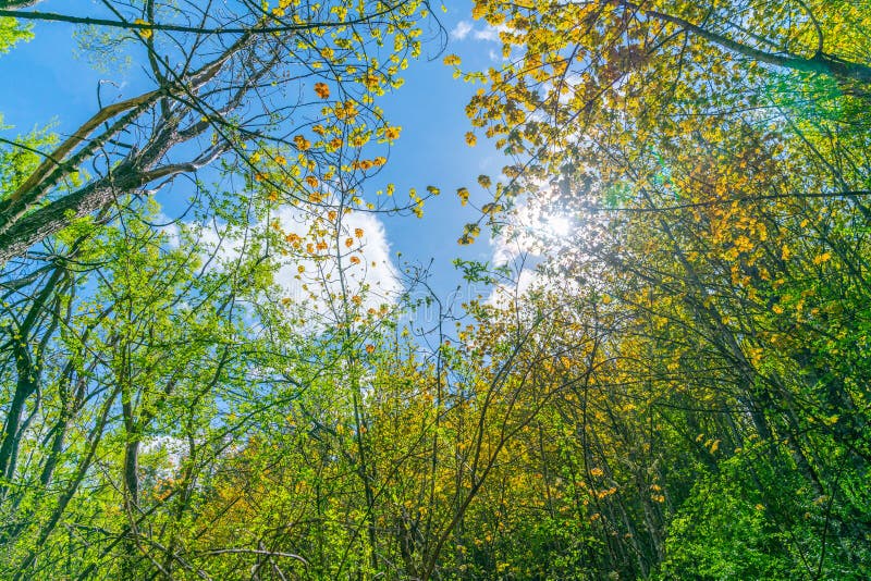 Lens Flare and Sun through Tree Canopy Stock Image - Image of ...