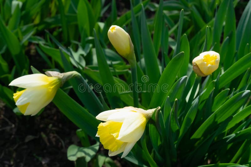 Yellow Lent Lily Flowers in the Garden. Spring Flowering. Floral ...