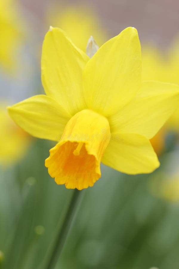 Lent lily stock photo. Image of snowdrop, cherry, vernal - 52277598