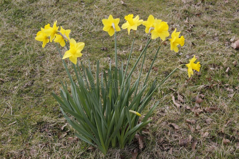 Lent lily stock photo. Image of lent, easter, flowers - 52277768