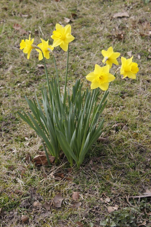 Lent lily stock photo. Image of odor, flowers, springtime - 52284154