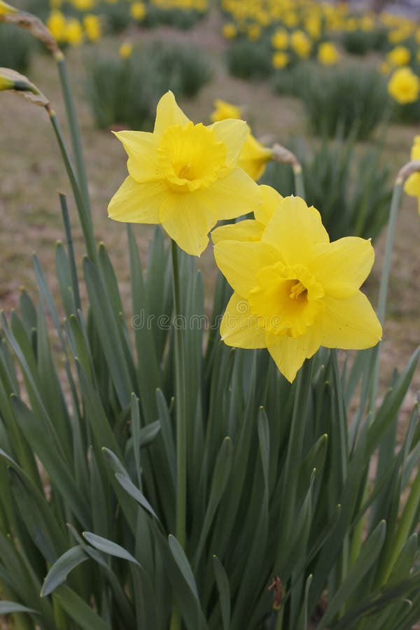 Lent lily stock image. Image of grape, sunny, spring - 52284179