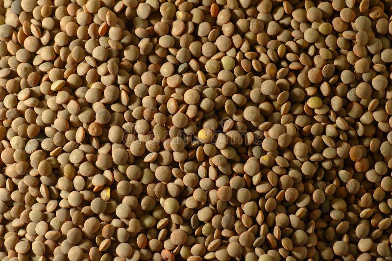 Planta De Lenteja (Lens Culinaris) Foto de archivo - Imagen de verano ...