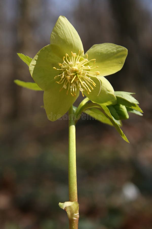 Lenten rose stock image. Image of hellebore, bloom, petal - 614229