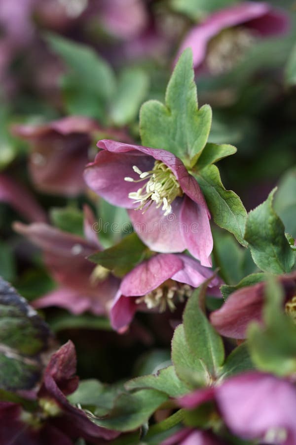 Lenten Rose stock photo. Image of flowers, emergence - 85983520