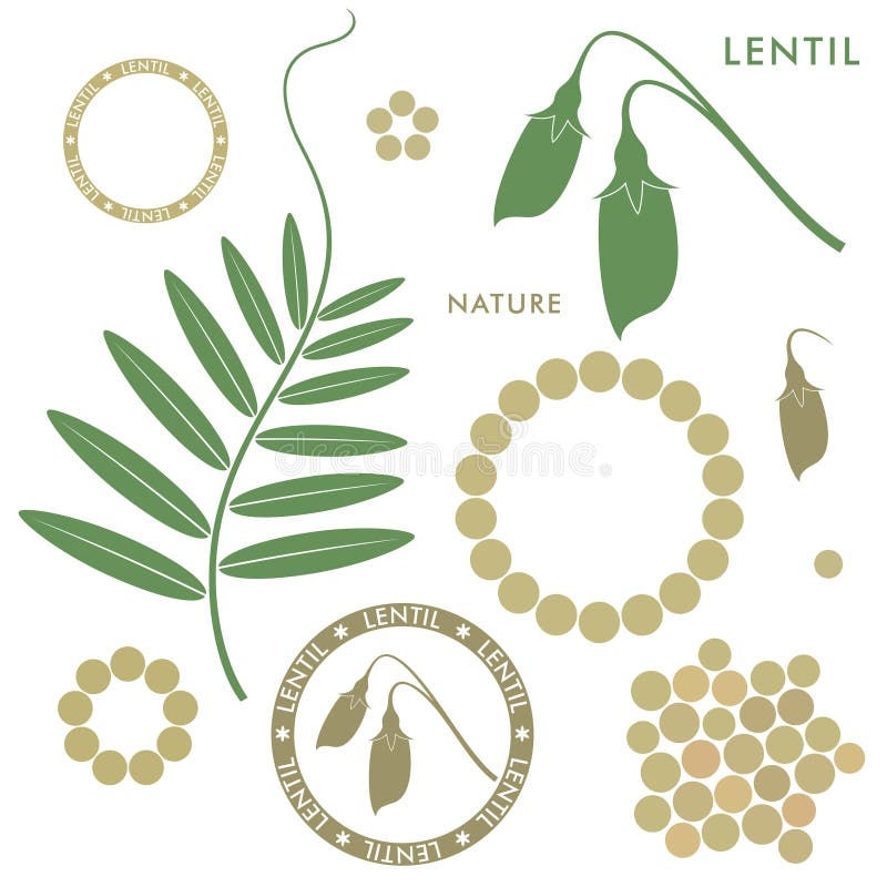 Il Bianco Nero Grafico Della Pianta Di Lenticchia Ha Isolato Il Vettore ...
