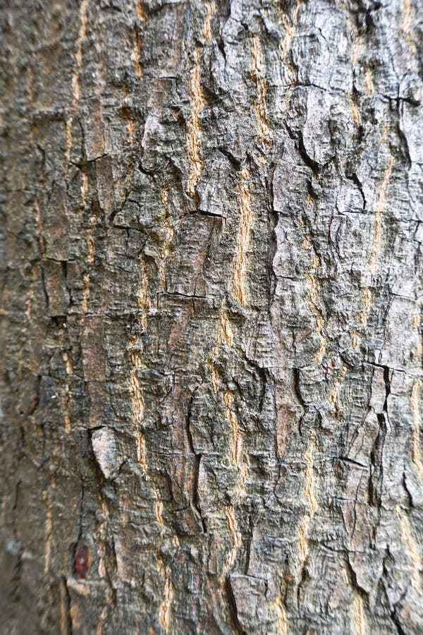 Lenticel stock image. Image of stems, dicotyledonous - 73890279