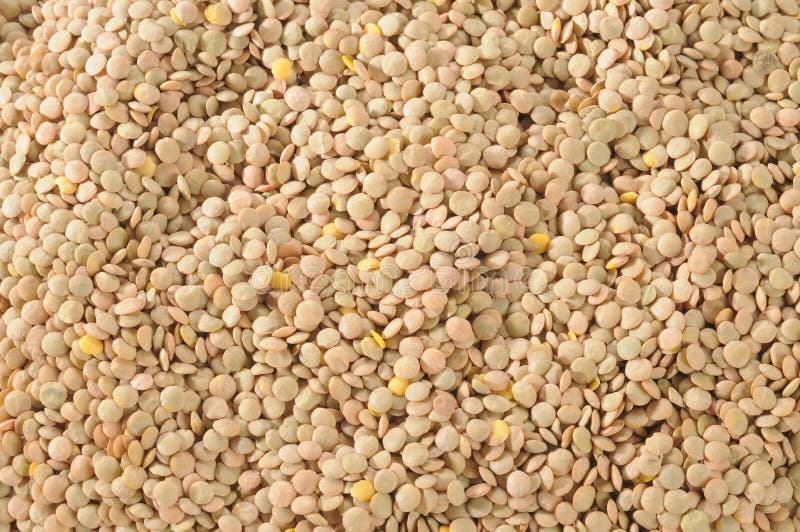 Lentil stock image. Image of harvest, ingredient, garbanzo - 12315829