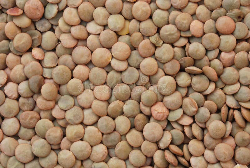 Lentil 14 stock photo. Image of meal, agriculture, macro - 3758456