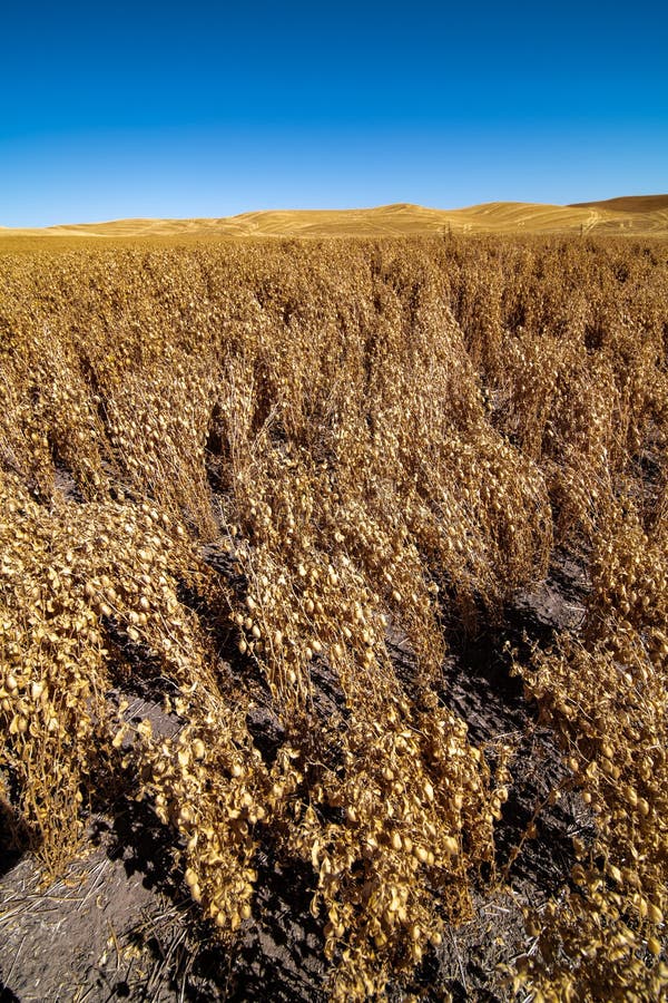 Lentil Field stock photo. Image of grass, landscape - 209621144