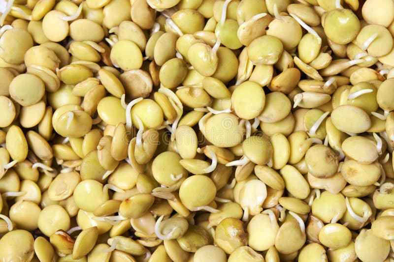 129 Bean Germs Stock Photos - Free & Royalty-Free Stock Photos from ...