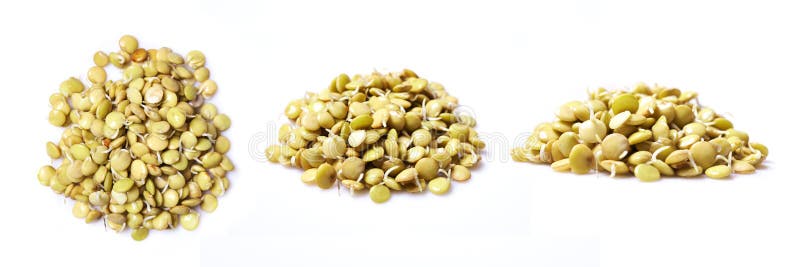 129 Bean Germs Stock Photos - Free & Royalty-Free Stock Photos from ...