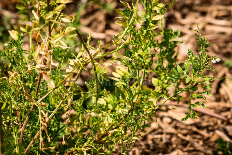 Lentil Plant (Lens Culinaris) Stock Photo - Image of lens, culinaris ...