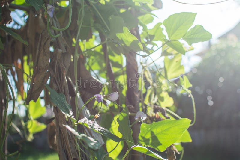 Lentil Plant Creep in the Garden Stock Photo - Image of tree, fresh ...