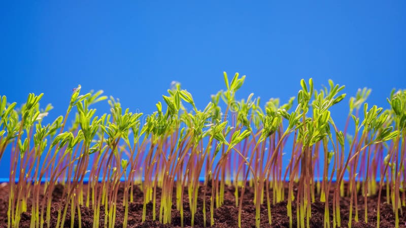 Plant Growth from Seeds on a Black Background Time Lapse Stock Video ...
