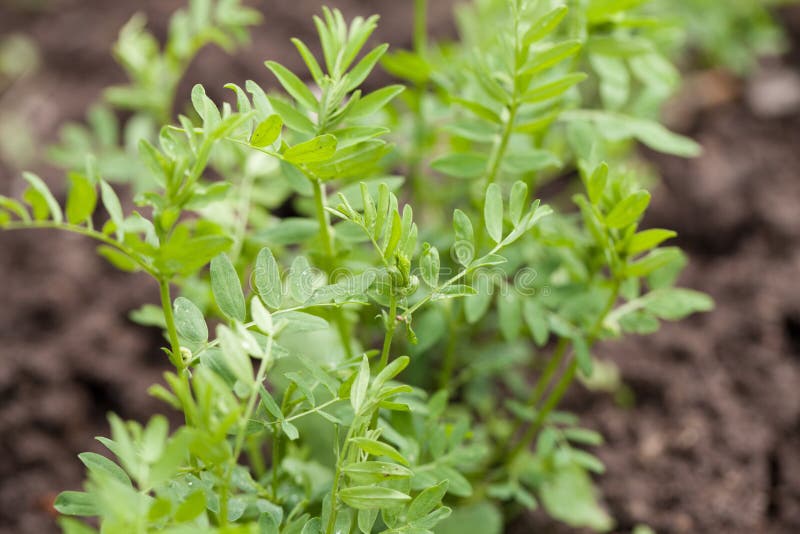 Lentil Plant (Lens Culinaris) Stock Photo - Image of nature, horizontal ...