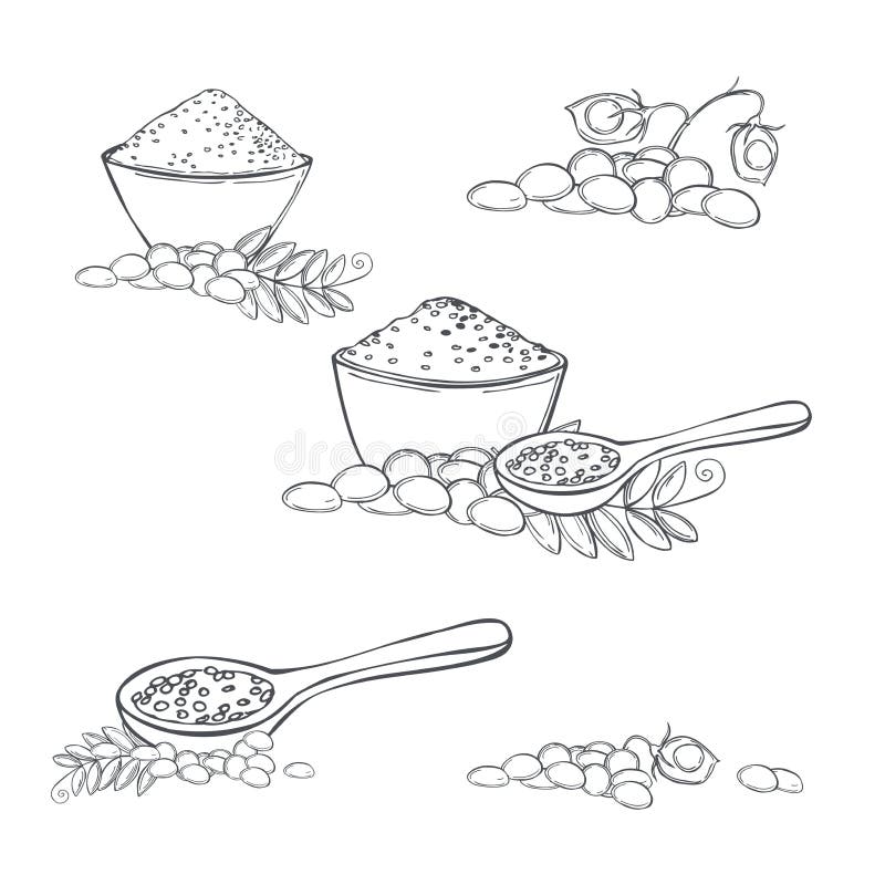 Lentil Plant. Vector Illustration Stock Vector - Illustration of bowl ...