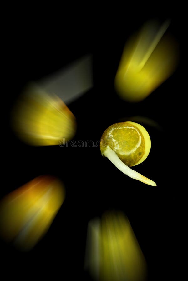 Lentil Sprouts, Closeup of One Sprout in Focus Stock Image - Image of ...