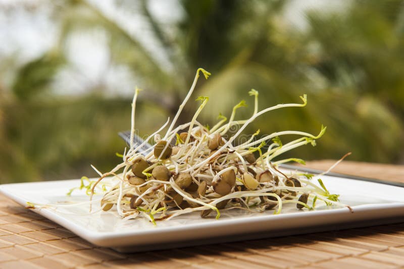 Lentil Sprouts stock photo. Image of lentil, sprout, healthy - 71909330