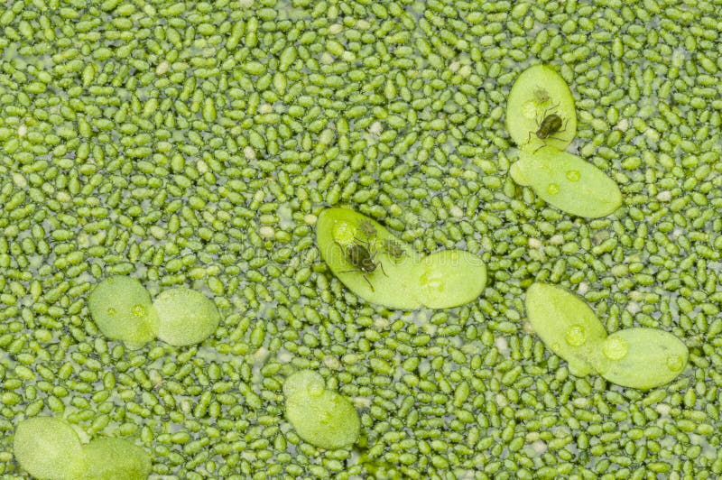 Lentil water plant stock photo. Image of lemna, waterplant - 25903462