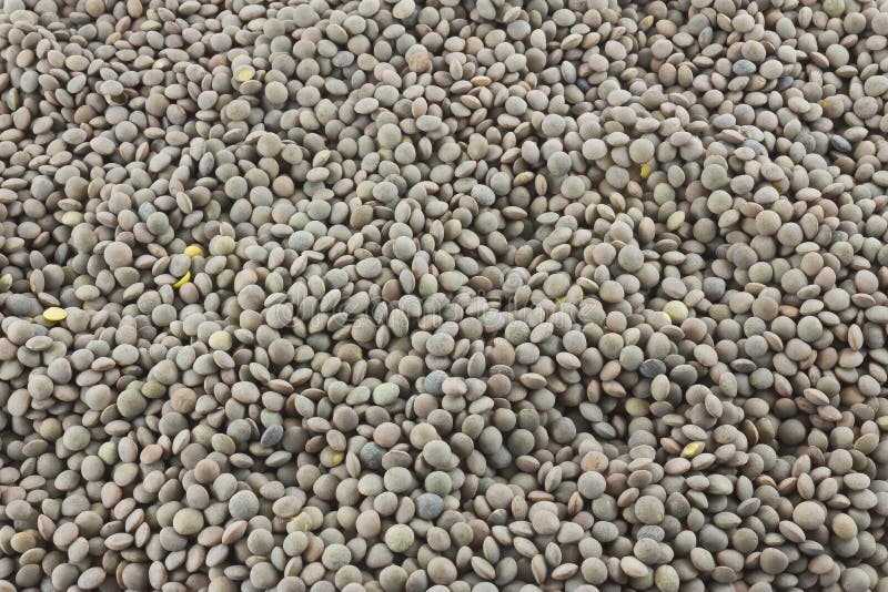 Brown Pardina Stock Photos - Free & Royalty-Free Stock Photos from ...