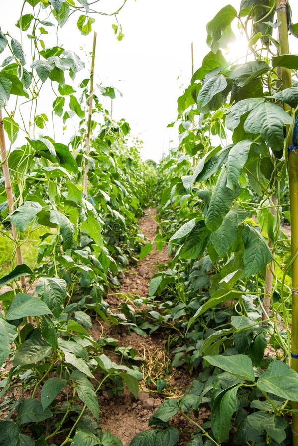 Lentils field stock photo. Image of fruit, plant, food - 71970310