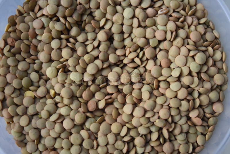 Lentils lens culinaris stock image. Image of culinaris - 101949255