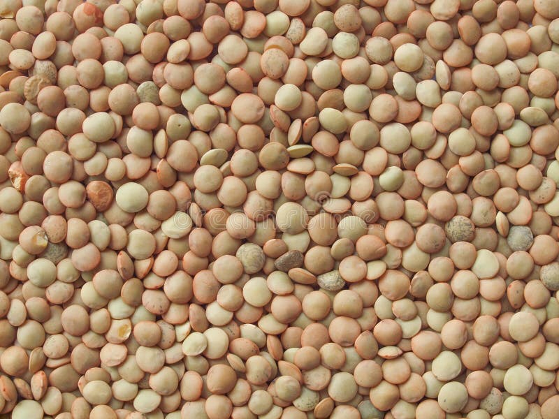 Lentils stock image. Image of vegetables, culinaris, vegan - 44264605