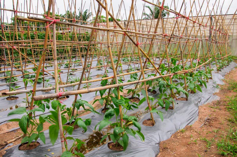 Lentils tree stock photo. Image of nutrient, organic - 31887122