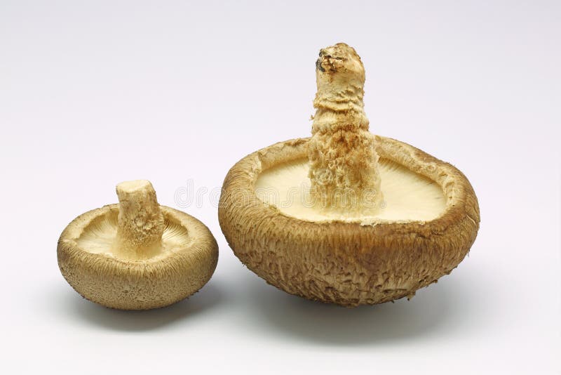 Lentinus edodes stock photo. Image of artificial, cultivation - 28301822