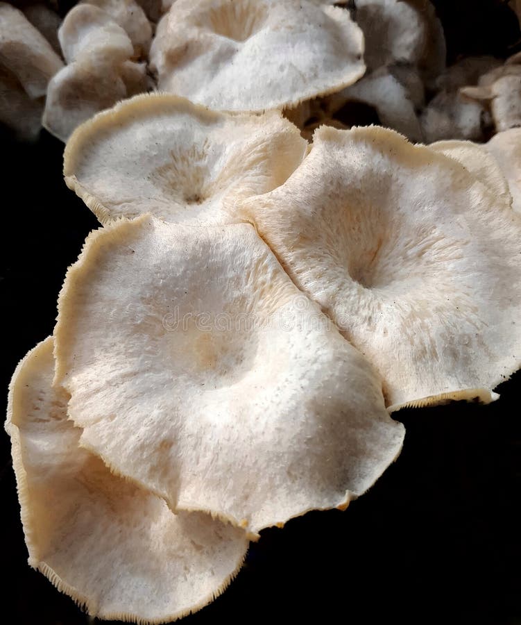 Lentinus Squarrosulus Mushroom on Black Background Stock Photo - Image ...